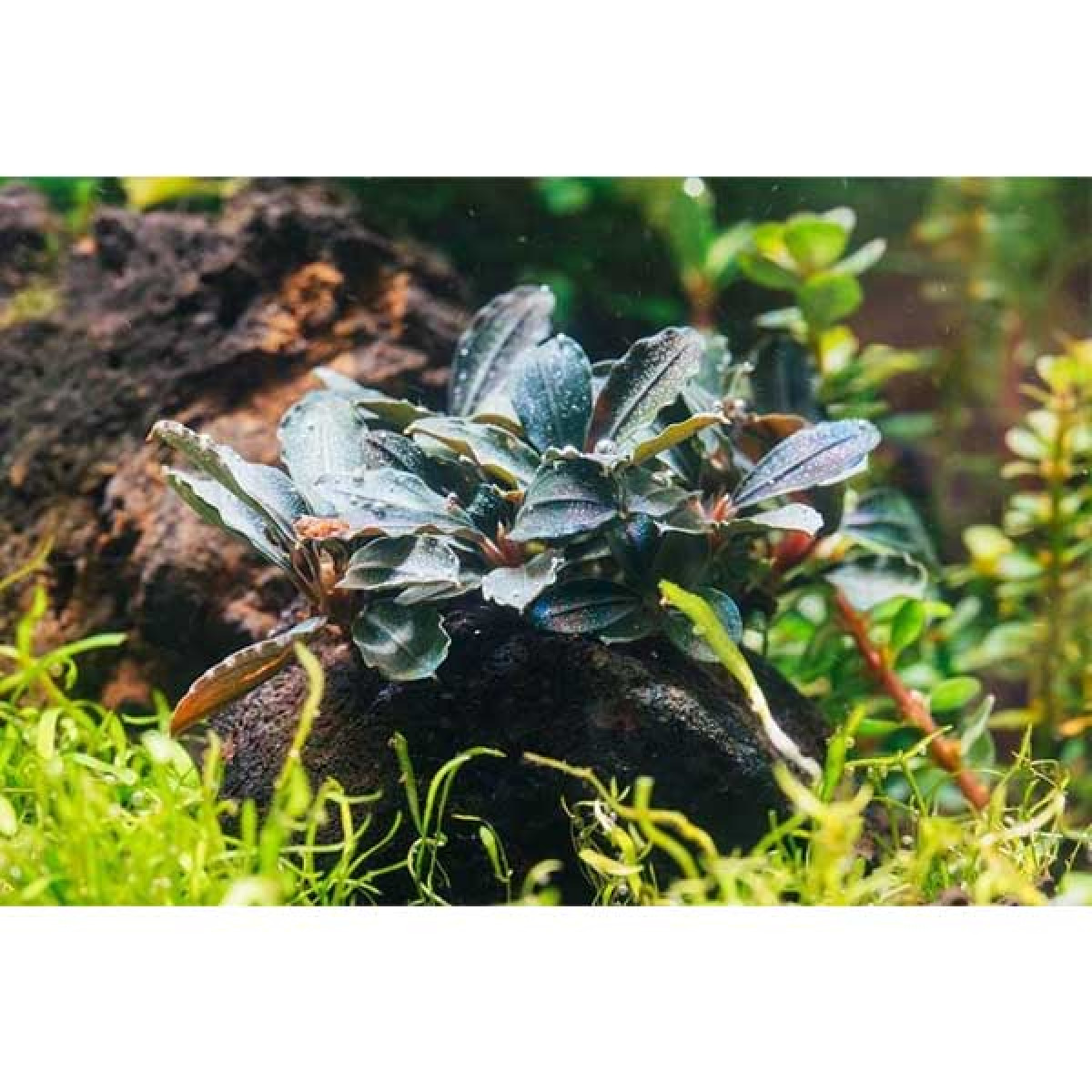 Буцефаландра "Миниатюрная красная (Bucephalandra sp. "Red Mini")