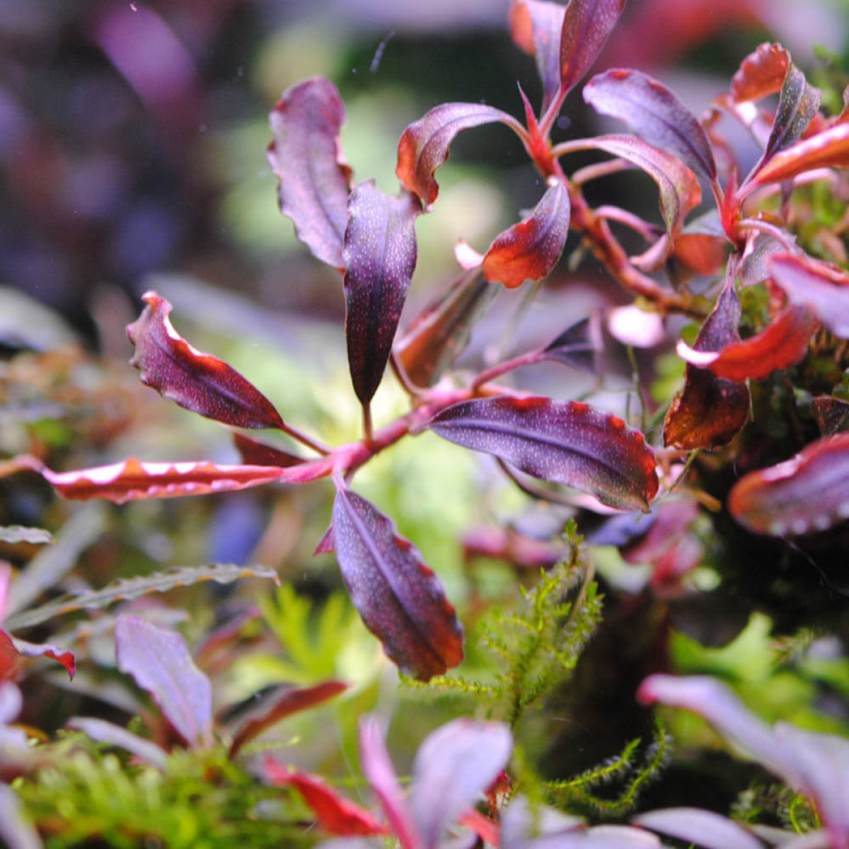 Буцефаландра "Призрак Брауни" - Bucephalandra sp. "Brownie Ghost"