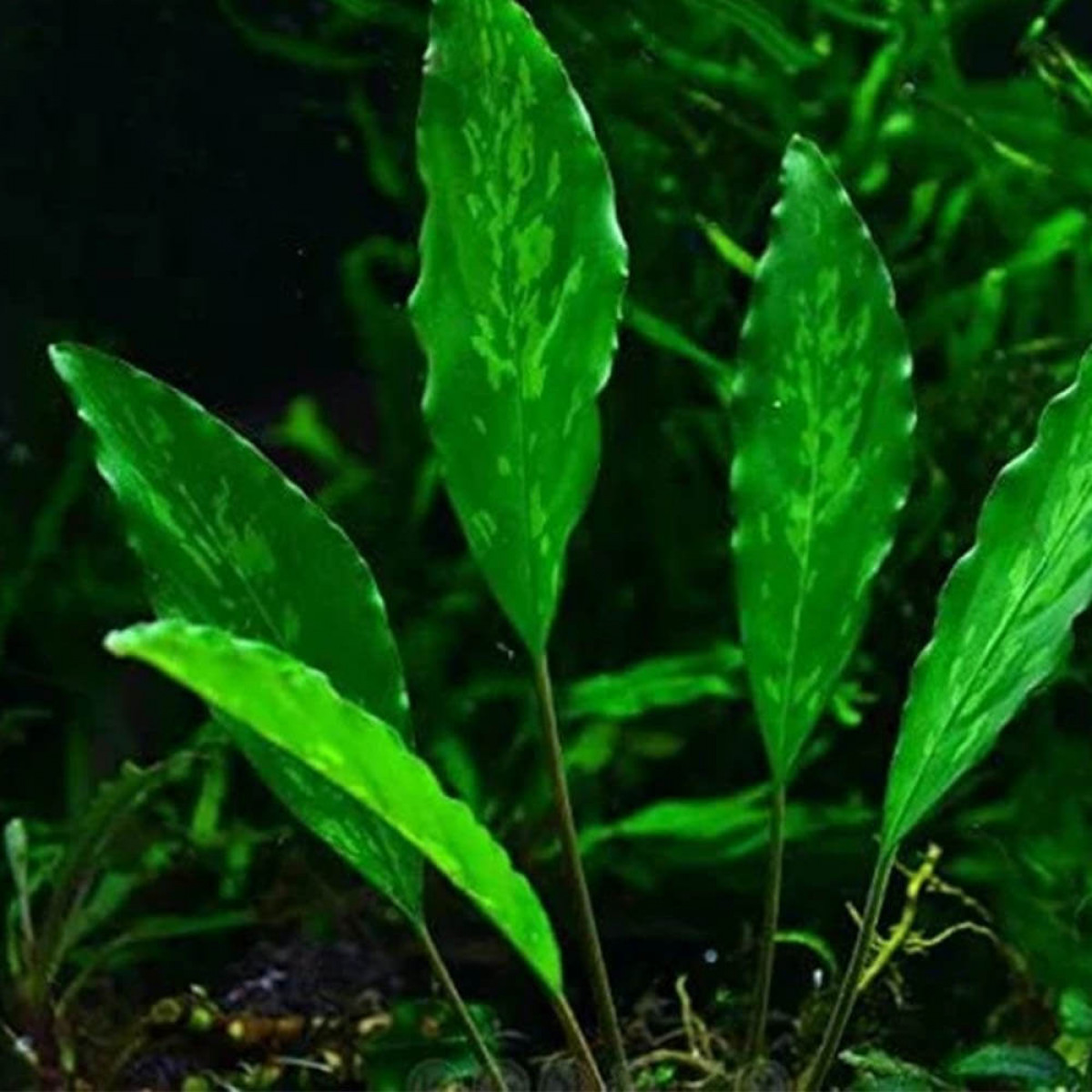 Пиптоспата Ридли (Piptospatha ridleyi)