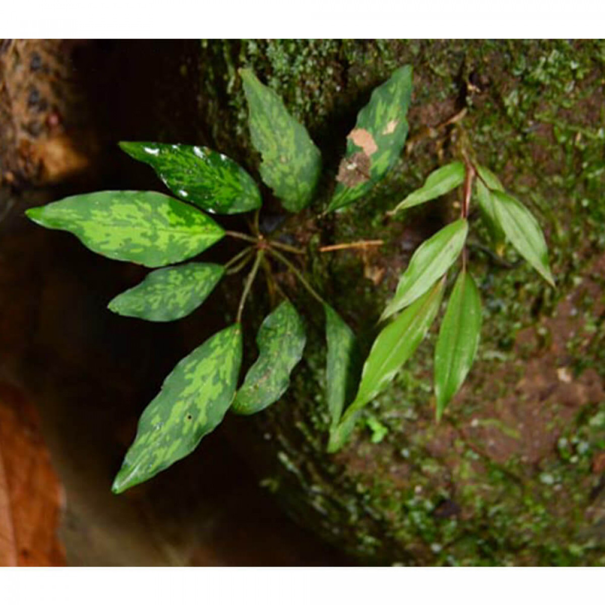 Пиптоспата Ридли (Piptospatha ridleyi)