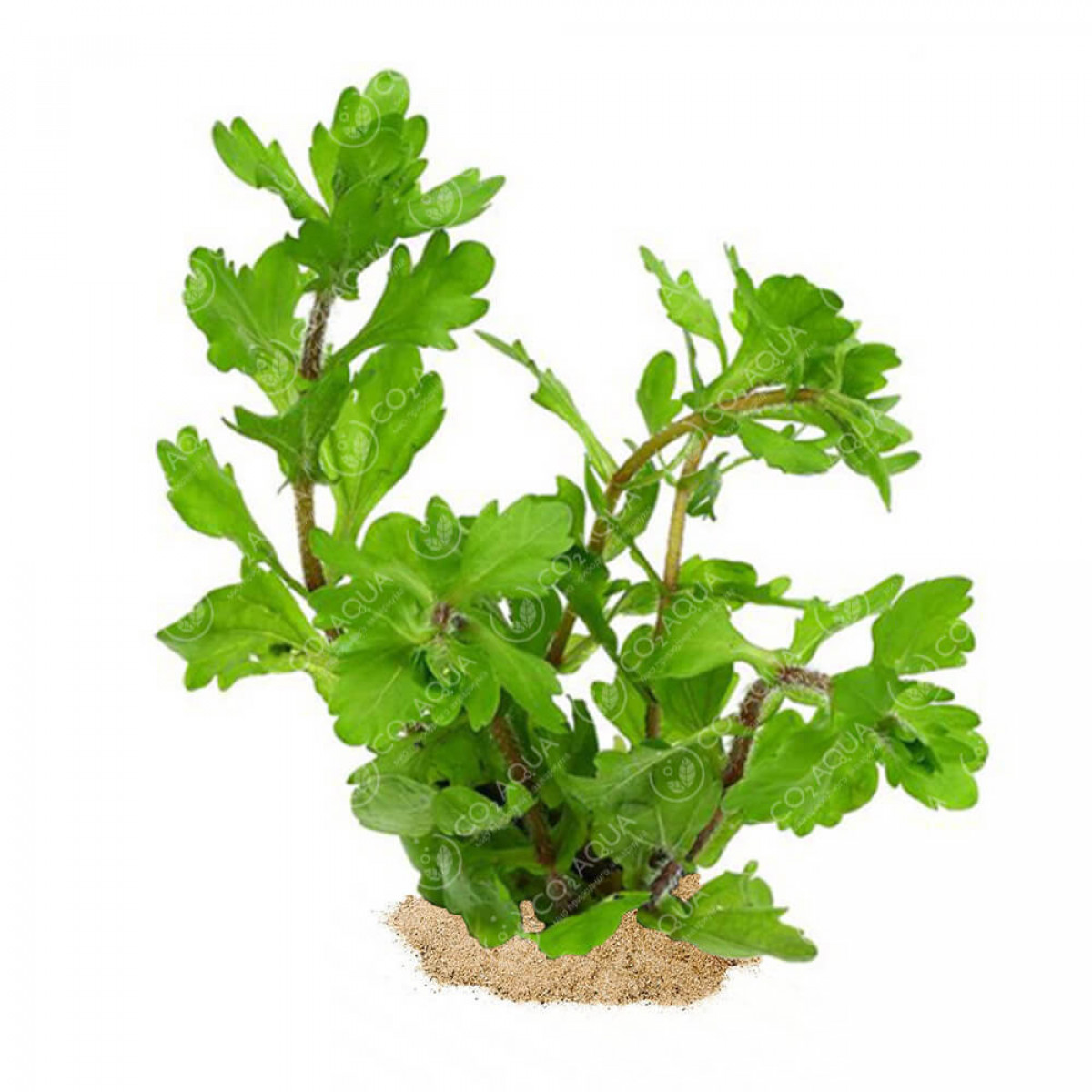 Дубок мексиканский - Trichocoronis rivularis Variegatus