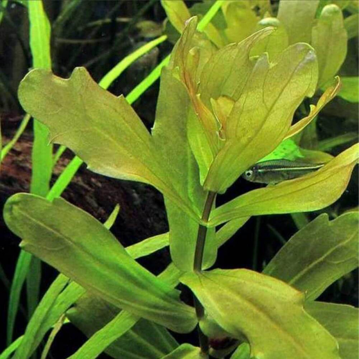 Дубок мексиканский - Trichocoronis rivularis Variegatus