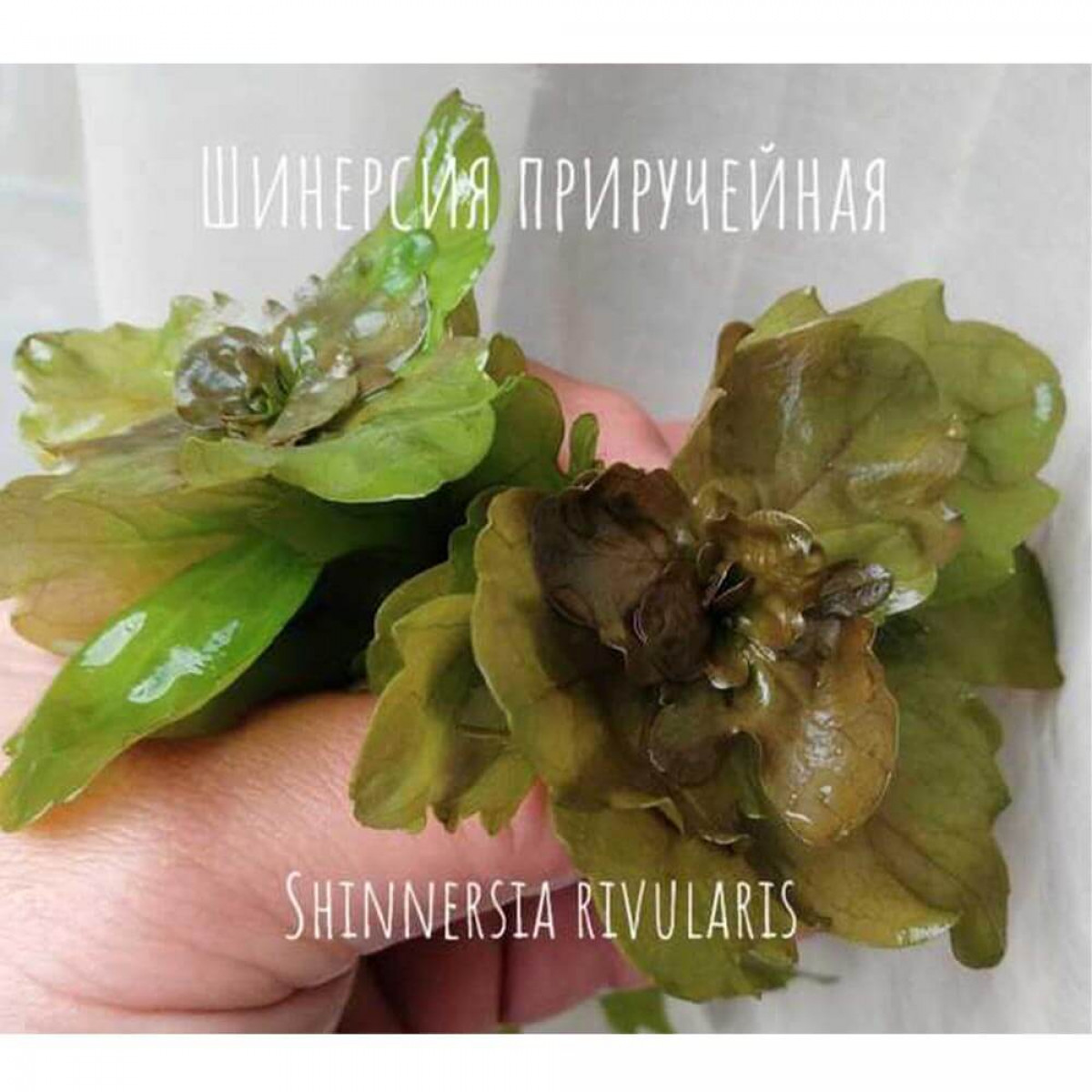 Дубок мексиканский - Trichocoronis rivularis Variegatus