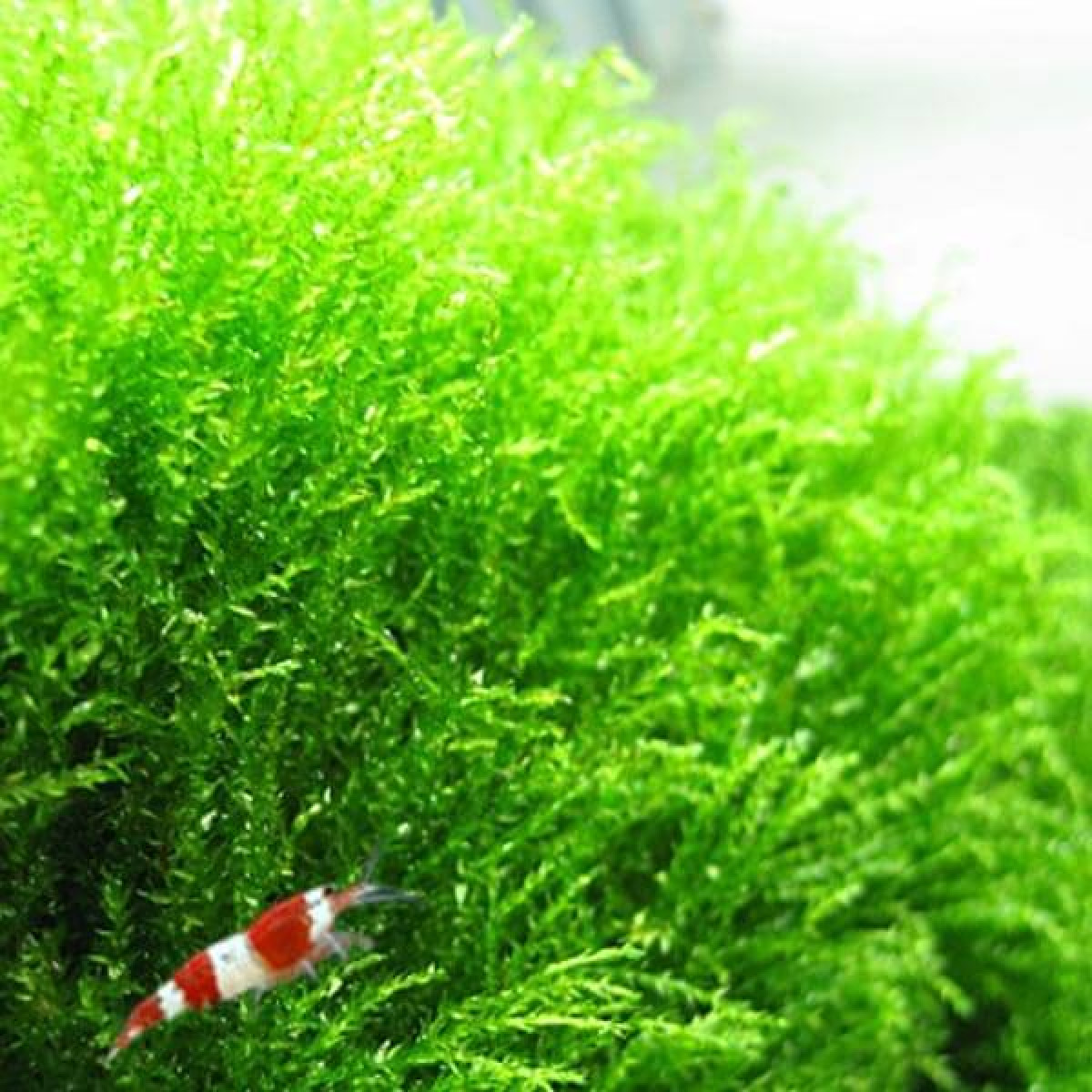 Мох стринги (Stringy moss)