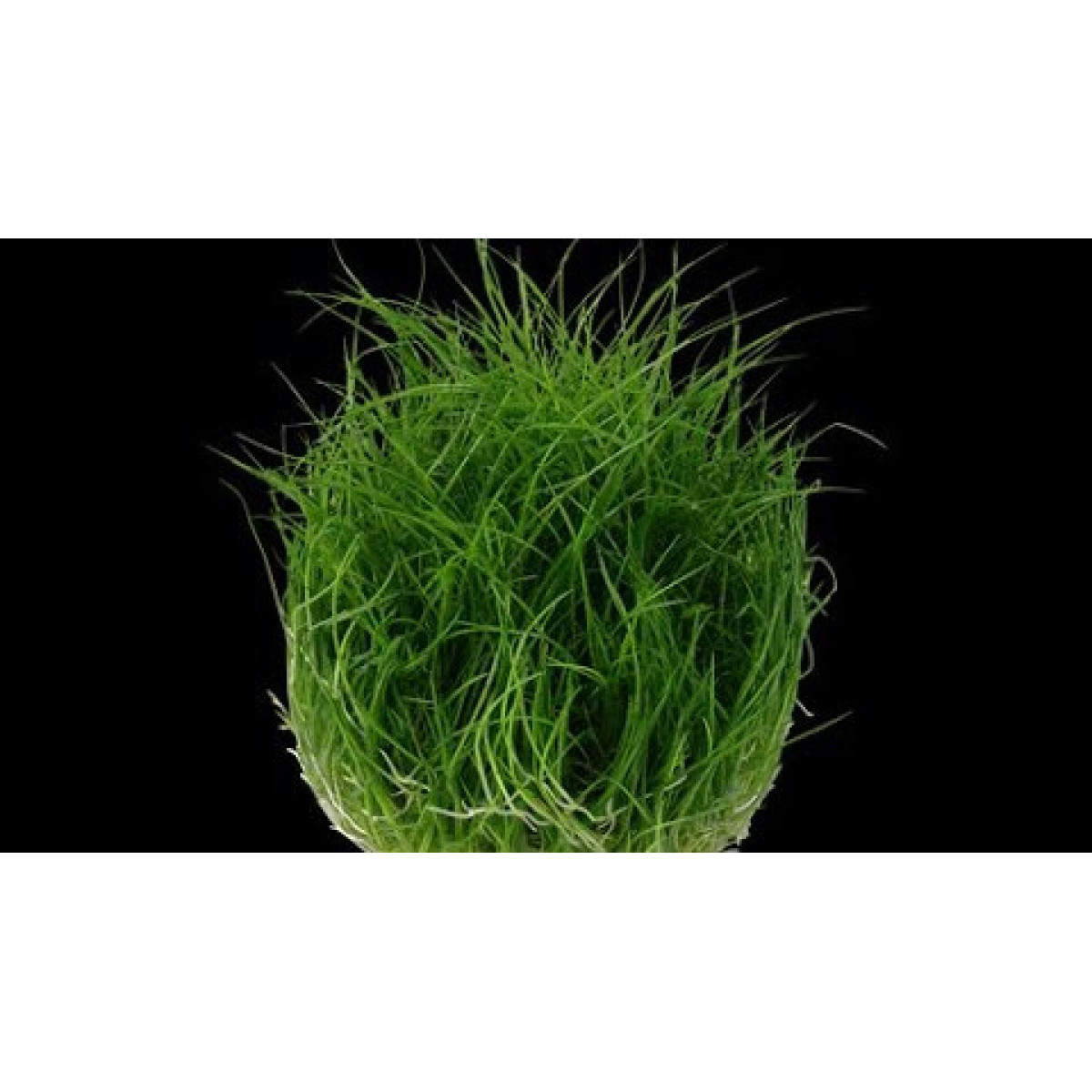 Элеохарис парвула мини - Eleocharis parvula mini